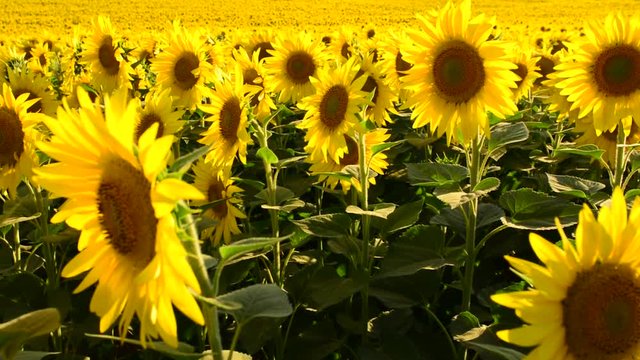 Plantasyon bilder – Bläddra bland 68 stockfoton, vektorer och videor ...