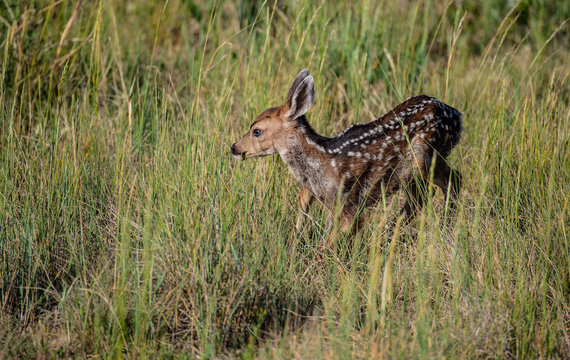 Unguate Images – Browse 133 Stock Photos, Vectors, and Video | Adobe Stock