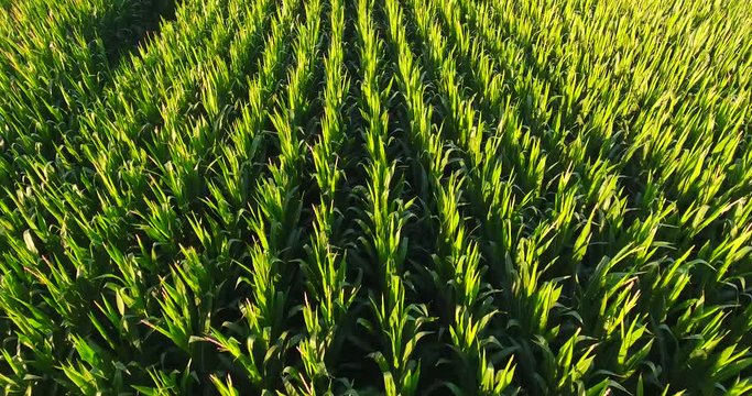 Imagens de Plantasyon – Explore Fotografias do Stock, Vetores e Vídeos ...