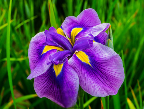 "Japanese Iris" Images – Browse 1,118 Stock Photos, Vectors, and Video ...