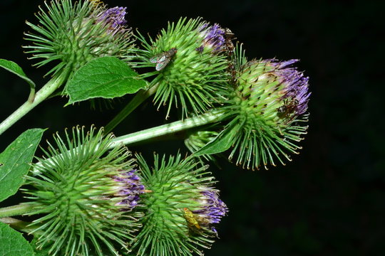 Thorny Flowering Plants