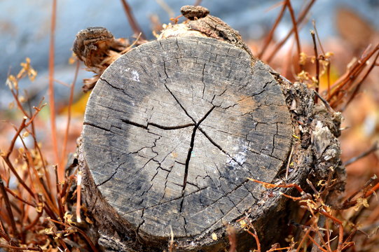 Phloem And Xylem Tree