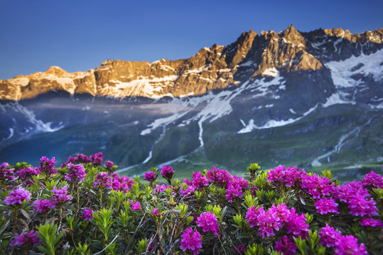"Alpine Flowers" Images – Browse 1,459 Stock Photos, Vectors, and Video | Adobe Stock