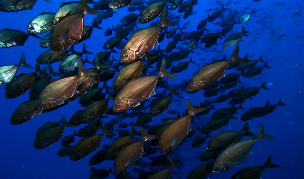 Cardumen Images – Browse 102 Stock Photos, Vectors, and Video | Adobe Stock