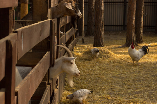 "Two Goats" Images – Browse 1 Stock Photos, Vectors, and Video | Adobe ...