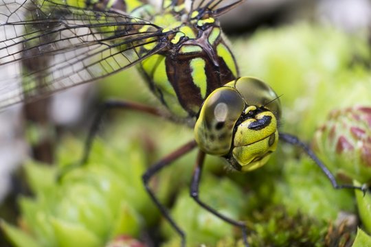 รูปภาพAeschna – เลือกดูภาพถ่ายสต็อก เวกเตอร์ และวิดีโอ1,808 | Adobe Stock