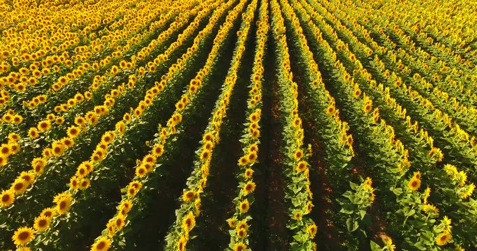 Imagens de Plantasyon – Explore Fotografias do Stock, Vetores e Vídeos ...