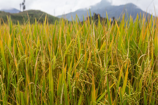 「Riz」の写真素材 | 15,868件の無料イラスト画像 | Adobe Stock