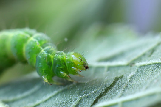 รูปภาพAsticot – เลือกดูภาพถ่ายสต็อก เวกเตอร์ และวิดีโอ623 | Adobe Stock