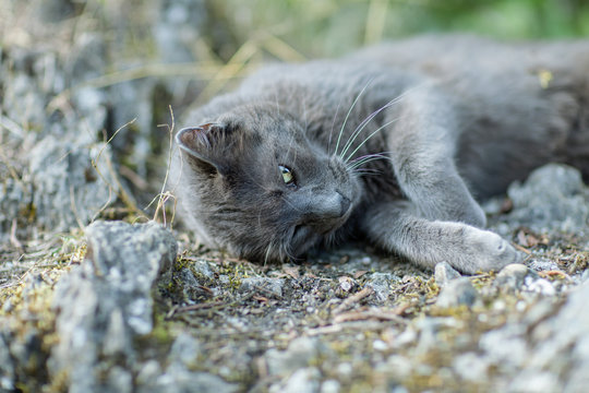 Estray Bilder – Durchsuchen 403 Archivfotos, Vektorgrafiken und Videos ...