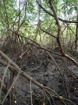 Khod Images – Browse 62 Stock Photos, Vectors, and Video | Adobe Stock