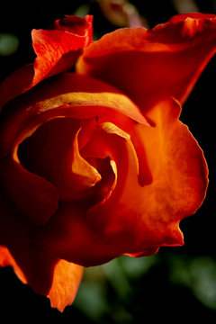 Capuyo Bilder – Durchsuchen 65 Archivfotos, Vektorgrafiken und Videos ...