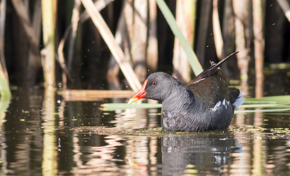รูปภาพWater-Hen – เลือกดูภาพถ่ายสต็อก เวกเตอร์ และวิดีโอ108 | Adobe Stock