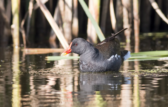 รูปภาพWater-Hen – เลือกดูภาพถ่ายสต็อก เวกเตอร์ และวิดีโอ108 | Adobe Stock