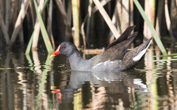 รูปภาพWater-Hen – เลือกดูภาพถ่ายสต็อก เวกเตอร์ และวิดีโอ108 | Adobe Stock