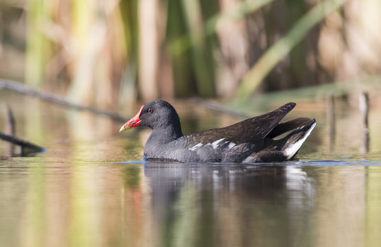 รูปภาพWater-Hen – เลือกดูภาพถ่ายสต็อก เวกเตอร์ และวิดีโอ108 | Adobe Stock