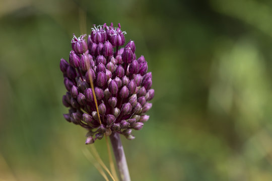 "Persian Leek" Bilder – Durchsuchen 68 Archivfotos, Vektorgrafiken und ...