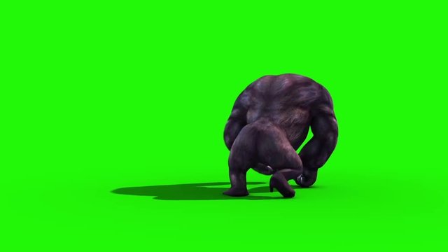 "Green Screen Gorilla" Images – Browse 16 Stock Photos, Vectors, and ...