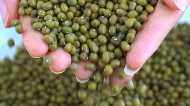 "Mung Beans" - Images et vidéos libres de droits | Adobe Stock