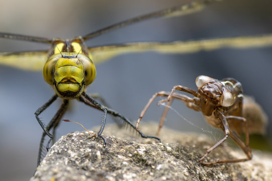 รูปภาพHemimetaboly – เลือกดูภาพถ่ายสต็อก เวกเตอร์ และวิดีโอ223 | Adobe ...
