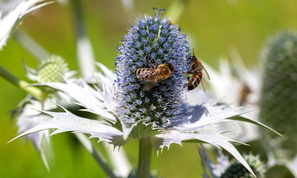 Distel Bilder – Durchsuchen 22,263 Archivfotos, Vektorgrafiken und ...