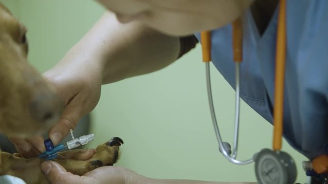 Canula Bilder – Durchsuchen 4,661 Archivfotos, Vektorgrafiken und ...