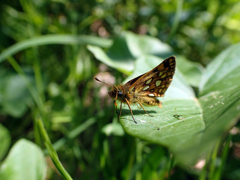 รูปภาพVoleter – เลือกดูภาพถ่ายสต็อก เวกเตอร์ และวิดีโอ178 | Adobe Stock
