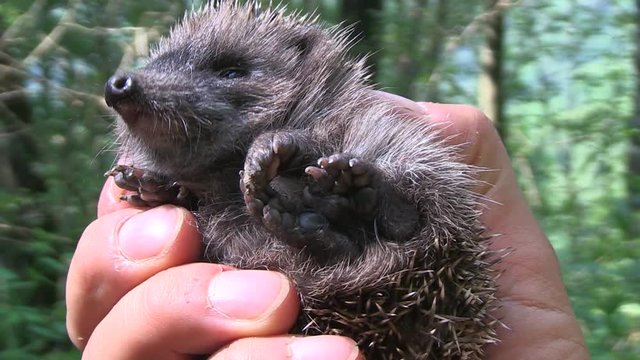 Aculei Bilder – Durchsuchen 428 Archivfotos, Vektorgrafiken und Videos ...