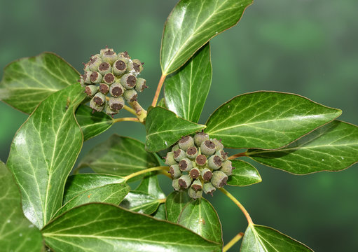 Berren-Bilder: Stock-Fotos & -Videos. | Adobe Stock