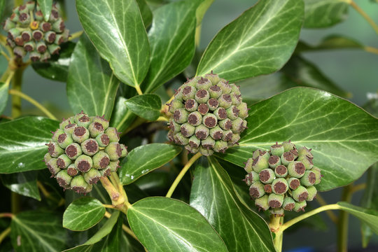 Berren Bilder – Durchsuchen 132 Archivfotos, Vektorgrafiken und Videos ...