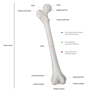 Femur Anatomy