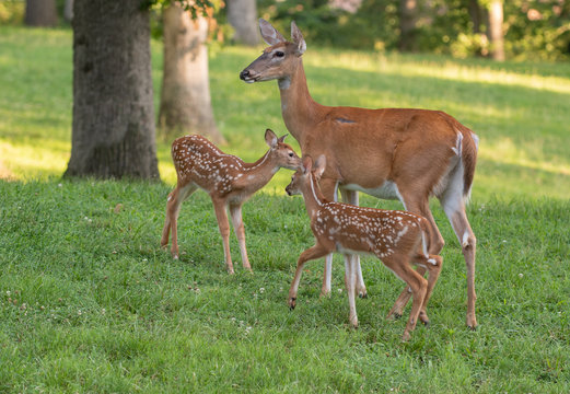 Fawns Images – Browse 1,265,216 Stock Photos, Vectors, and Video ...