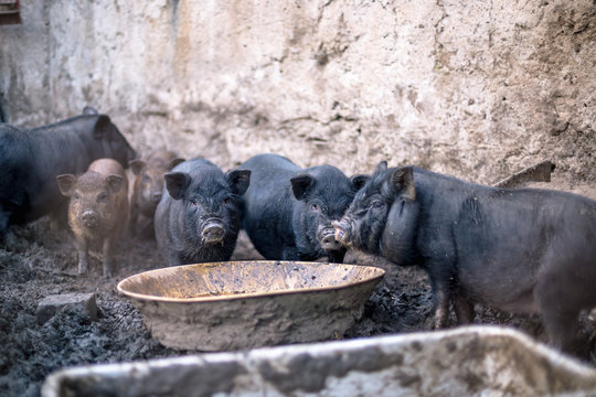 Mastschwein Bilder – Durchsuchen 1,842 Archivfotos, Vektorgrafiken und ...