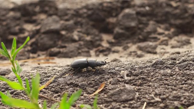 รูปภาพStag-Beetle – เลือกดูภาพถ่ายสต็อก เวกเตอร์ และวิดีโอ3,069 | Adobe ...