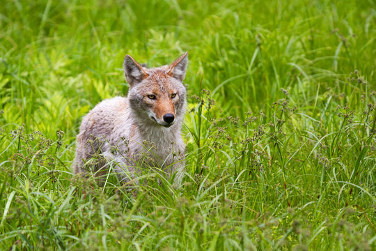 「Coywolf」の画像 - 141 件の Stock 写真、ベクターおよびビデオ | Adobe Stock