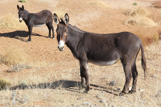 Muli Images – Parcourir 1,060 le catalogue de photos, vecteurs et ...