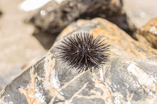 Echinozoa Images – Browse 47 Stock Photos, Vectors, and Video | Adobe Stock
