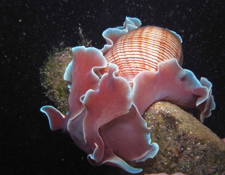 รูปภาพPhysis – เลือกดูภาพถ่ายสต็อก เวกเตอร์ และวิดีโอ409 | Adobe Stock