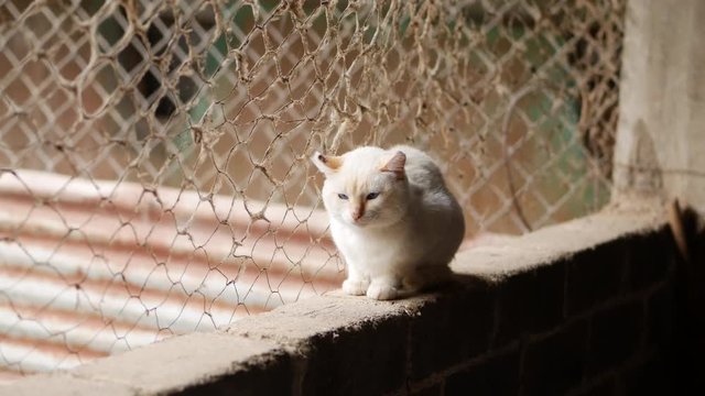 รูปภาพKuttywap – เลือกดูภาพถ่ายสต็อก เวกเตอร์ และวิดีโอ3 | Adobe Stock