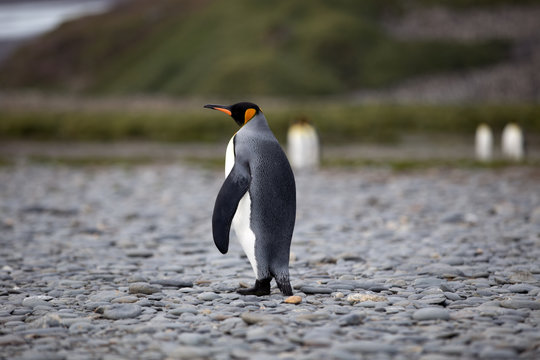 "Single Penguin" Images – Browse 16 Stock Photos, Vectors, and Video ...