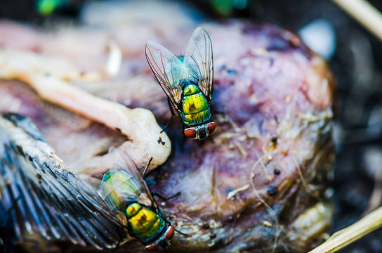 รูปภาพEktoparasit – เลือกดูภาพถ่ายสต็อก เวกเตอร์ และวิดีโอ106 | Adobe Stock