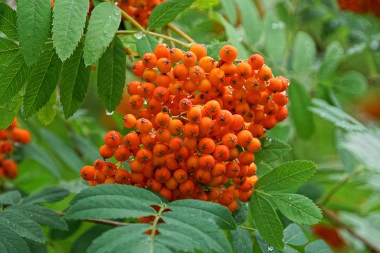 Ashberry bilder – Bläddra bland 17,488 stockfoton, vektorer och videor ...