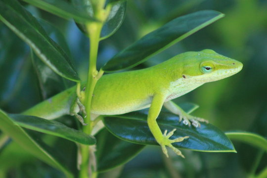Cute Green Lizards
