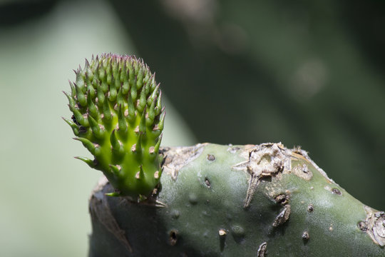 รูปภาพPenca – เลือกดูภาพถ่ายสต็อก เวกเตอร์ และวิดีโอ938 | Adobe Stock