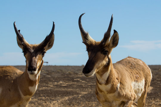 「Berrendo」の写真素材 | 84件の無料イラスト画像 | Adobe Stock