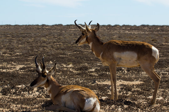 Imágenes de Berrendo: descubre bancos de fotos, ilustraciones, vectores ...