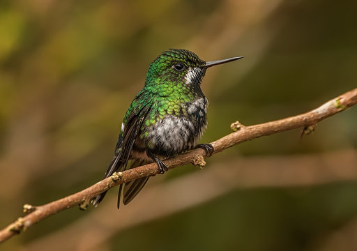 "Bee Hummingbird" Images – Browse 232 Stock Photos, Vectors, and Video ...