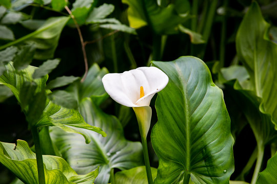 Imágenes de Ricardia: descubre bancos de fotos, ilustraciones, vectores ...