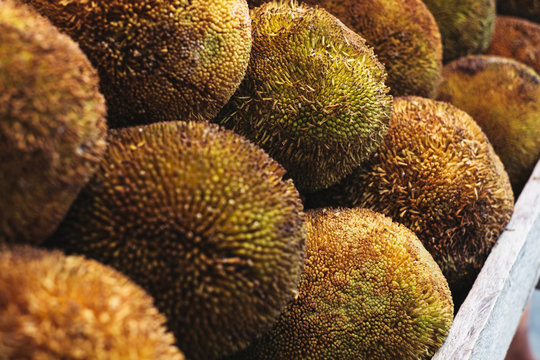 Marang Fruit Tree