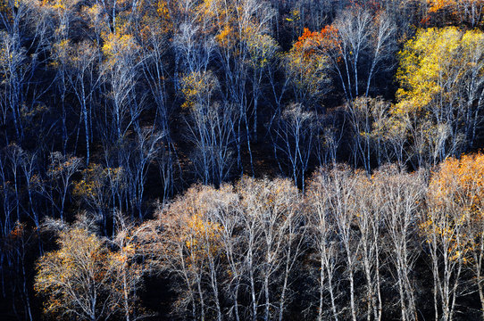 Rumin Gong photos, images, assets | Adobe Stock